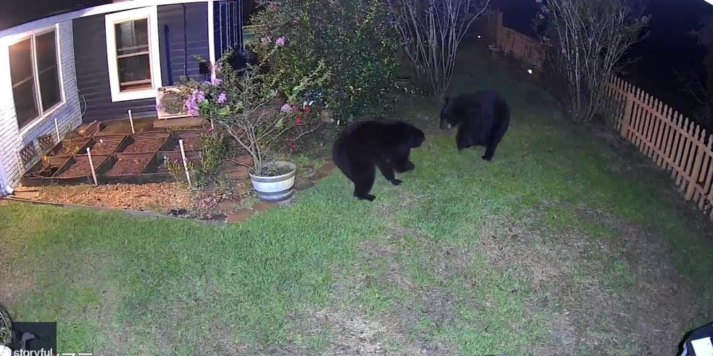 Florida homeowner shocked to witness 'UFC match' between 5 bears in ...