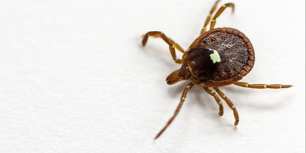 Thousands at risk of developing dangerous meat allergy associated with ...