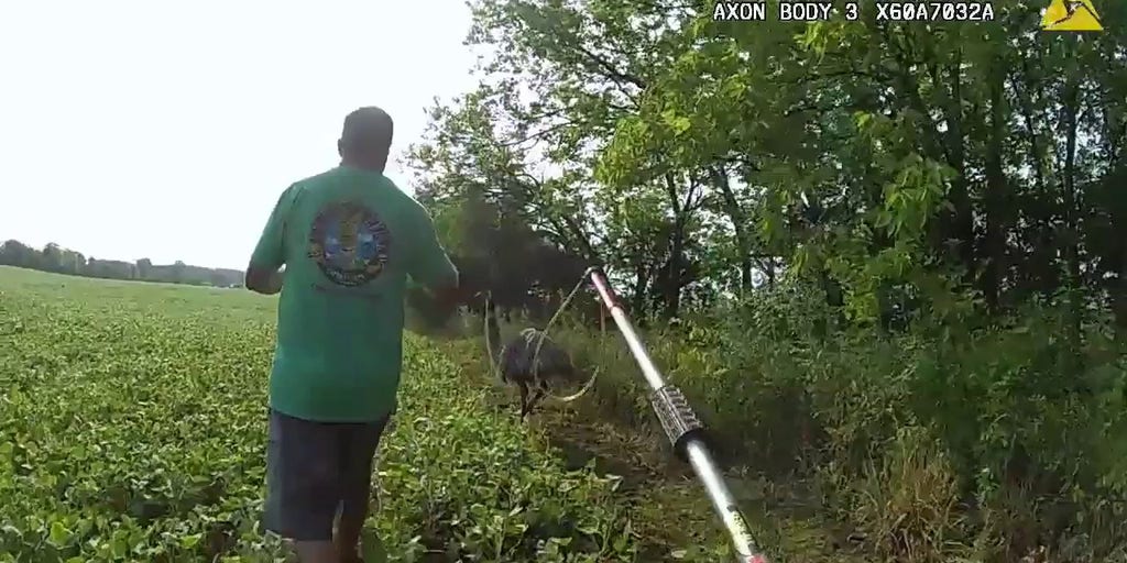 Watch: Runaway emu captured after leading Ohio police on 'emusing' foot ...