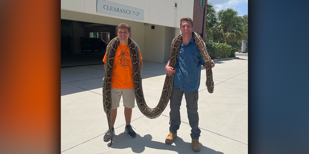 'It was a fight': Hunters capture 19-foot Burmese python; longest ever ... 'It was a fight': Hunters capture 19-foot Burmese python; longest ever ...