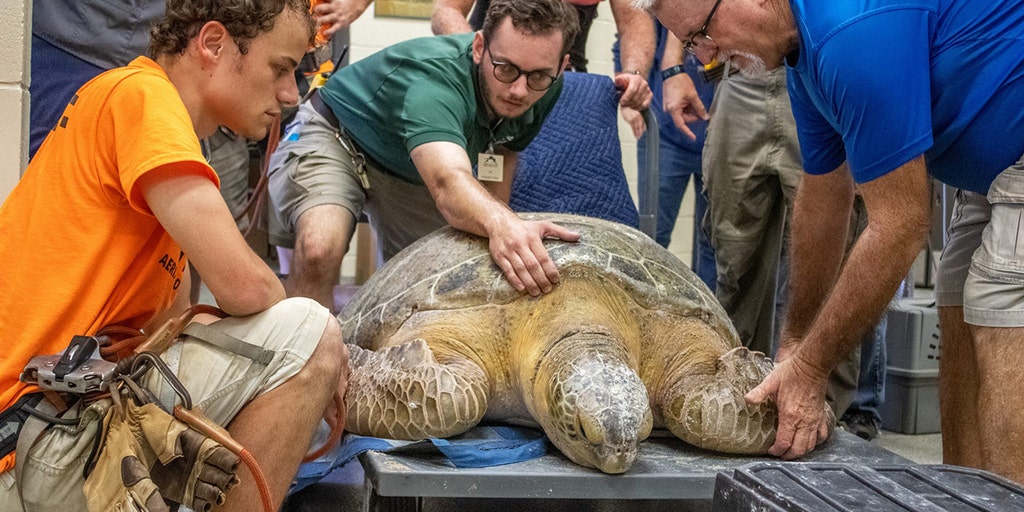 Nearly 400-pound green sea turtle rescued from Florida's Space Coast ...