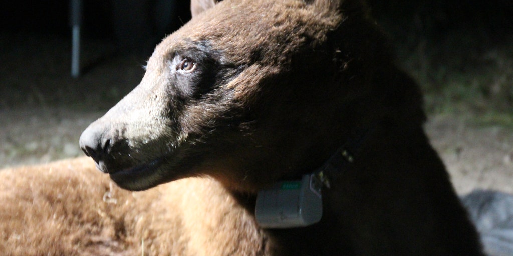 Black Bear Killed Near Los Angeles Was First To Make The Area Home In At Least 20 Years