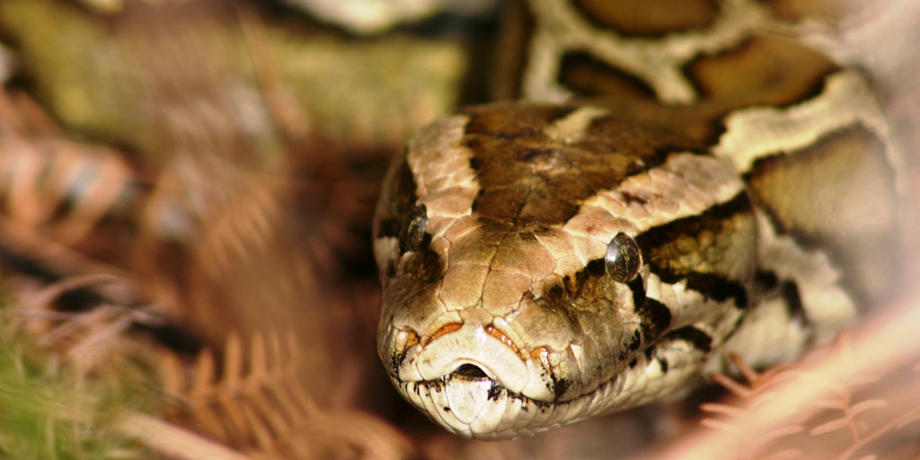 Florida's Python Challenge could win hunters up to $10,000 | Fox Weather