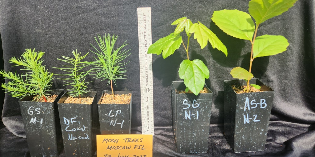 Teachers can apply to NASA for Artemis baby 'moon tree' | Fox Weather