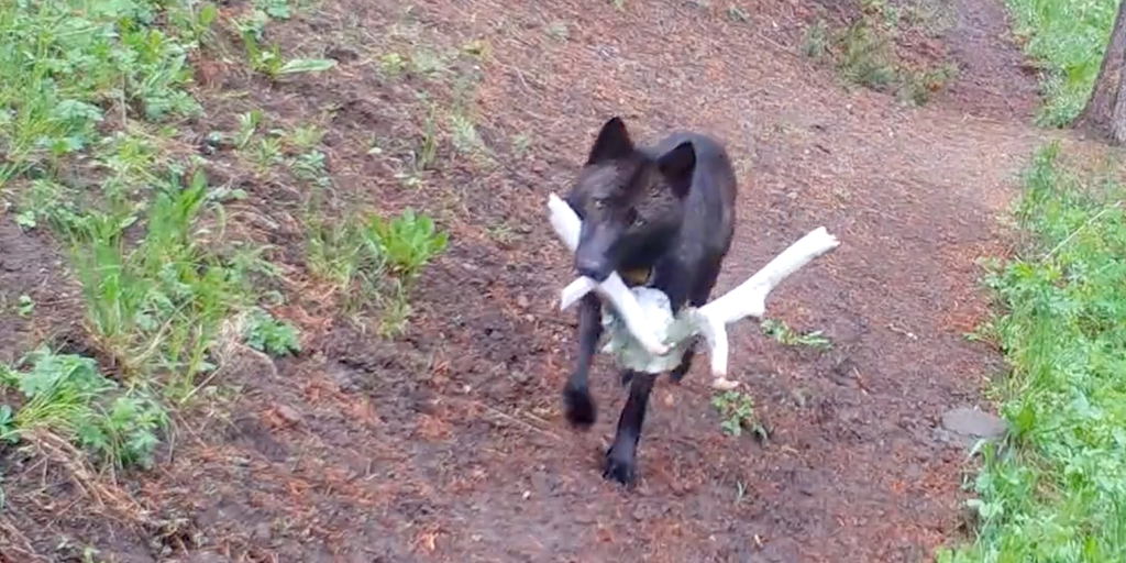 Watch: Yellowstone gray wolves bring back 'interesting' items for pups ...