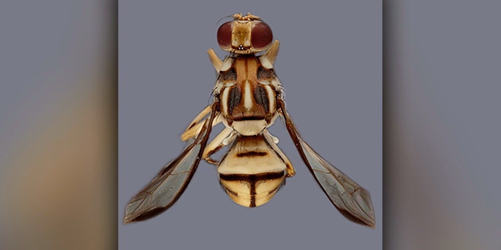 Invasive fruit fly spotted in California prompts Northern Hemisphere's ...