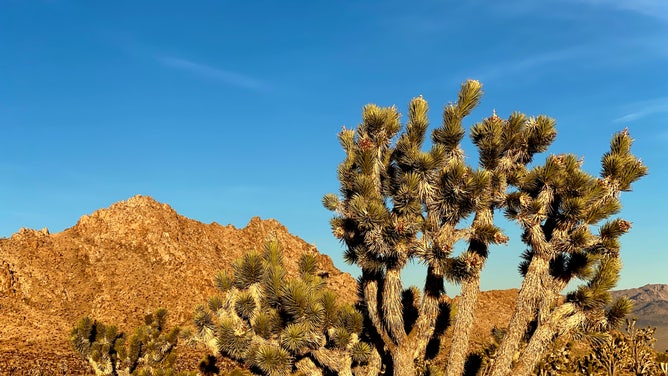 California Wildfire Burns Joshua Trees In Mojave National Preserve