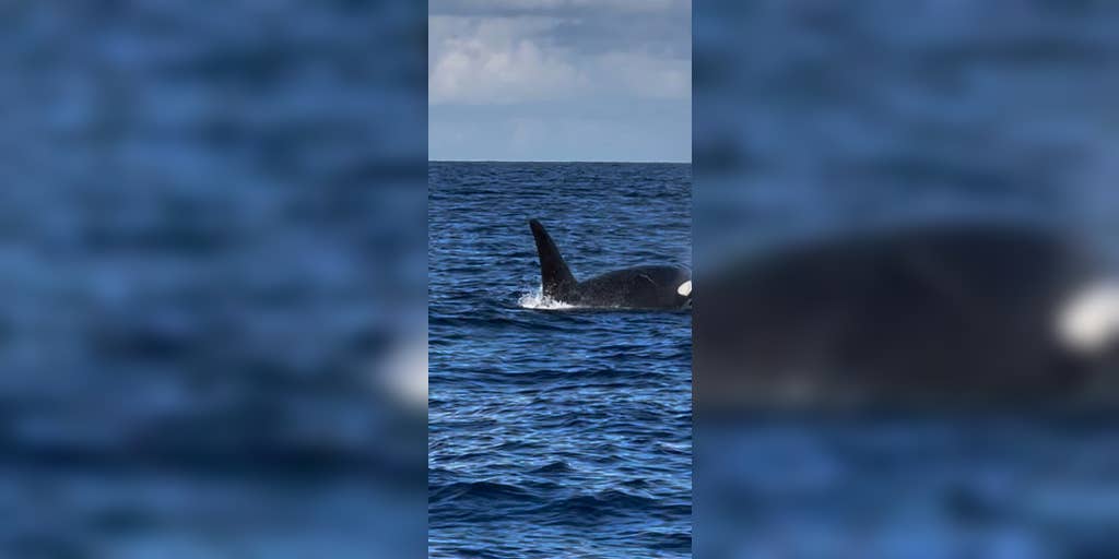 Fishing trip turns into rare orca sighting for boaters off Florida ...
