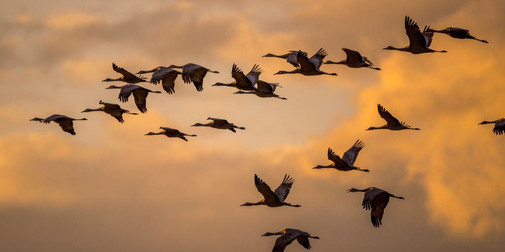 Over 300 million birds start annual fall migration to the South for the ... Over 300 million birds start annual fall migration to the South for the ...