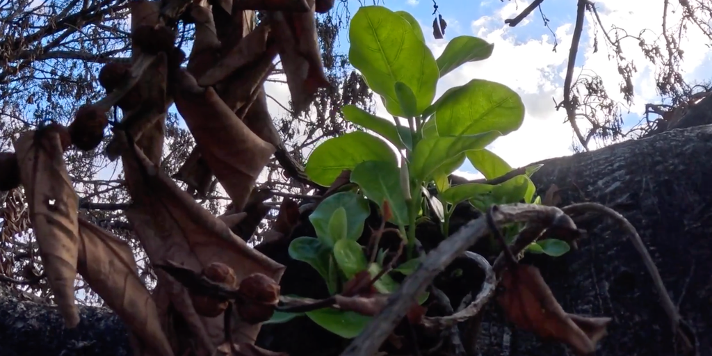 Lahaina's historic banyan tree scorched by Maui wildfires showing signs ...
