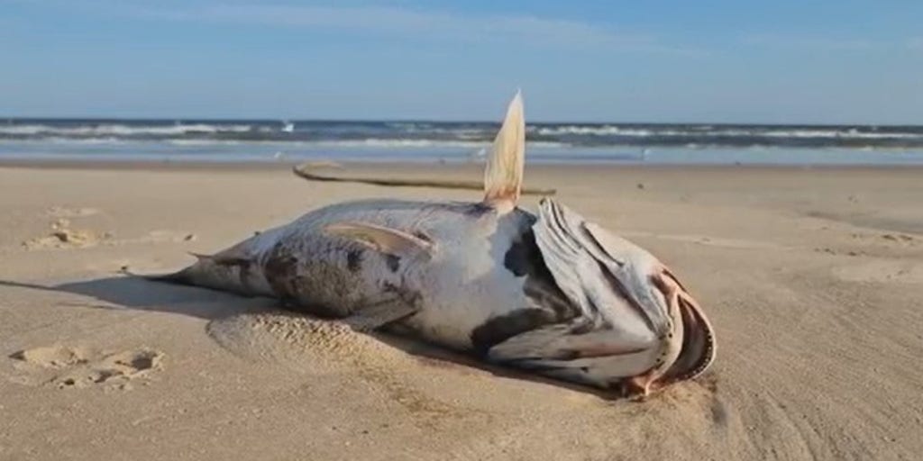 Thousands of dead fish along the Texas Gulf Coast; red tide algae ...