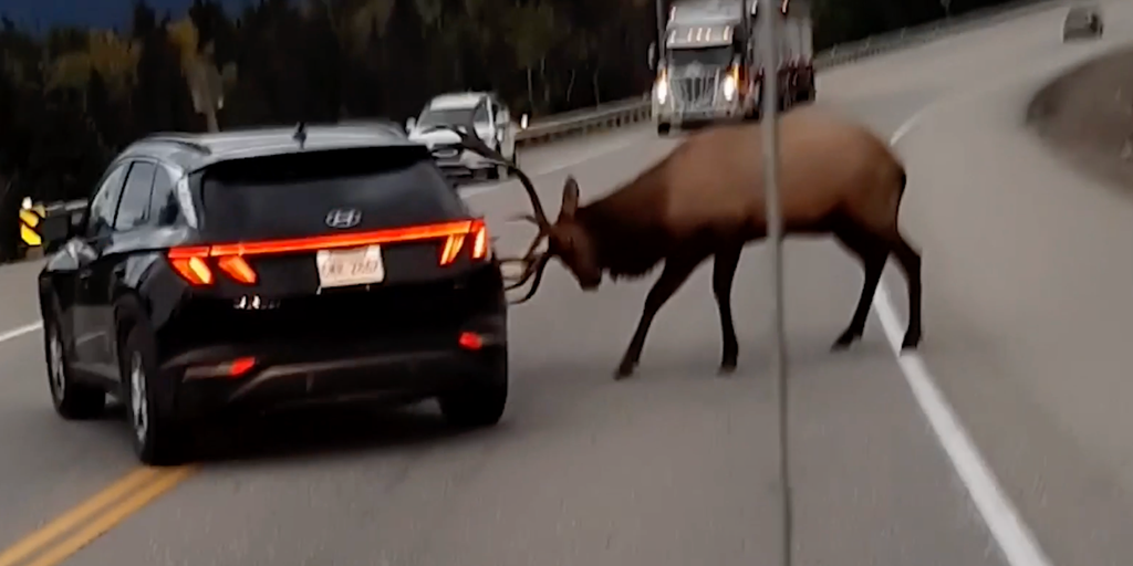 Watch: Bull elk rams vehicle in Canadian national park | Fox Weather