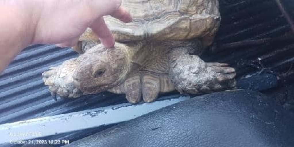 Tortoise lost for 3 years in Florida returns home after only 5-mile ...