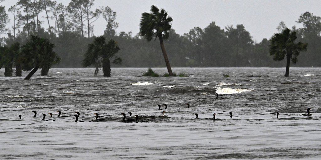 Florida wildlife impacted by landfalling hurricanes from displaced ...