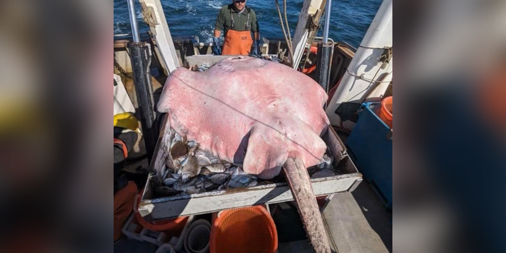 world record stingray