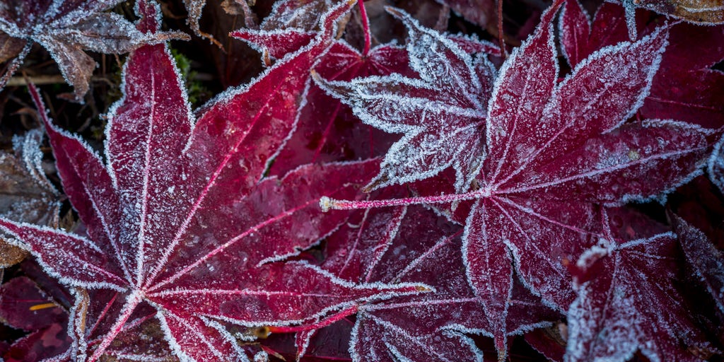 First widespread freeze of the season: Will you feel it? | Fox Weather