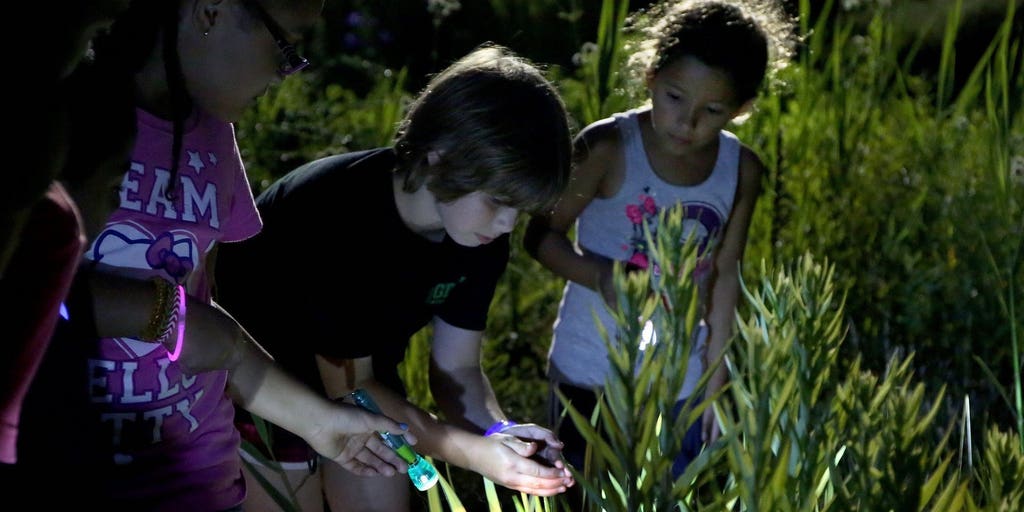 Strange animal behaviors you may see during the solar eclipse | Fox Weather