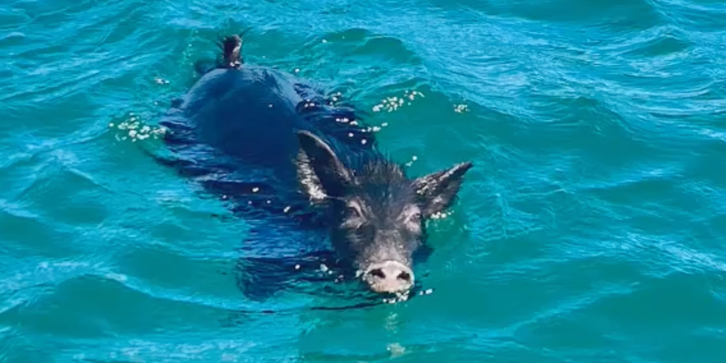 Watch: Hawaii family rescues pig swimming 2 miles offshore in Pacific ...