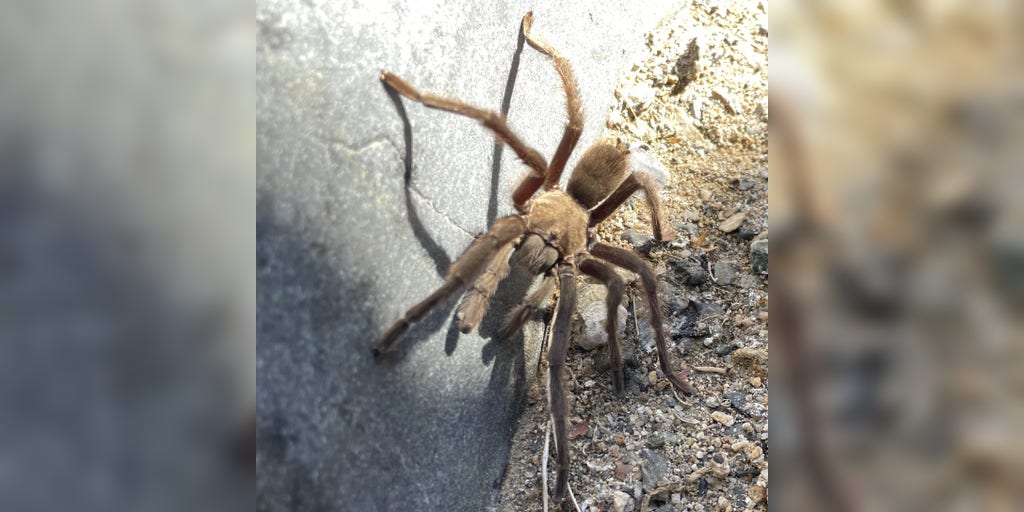 Tarantula causes Death Valley crash; man sent to hospital | Fox Weather