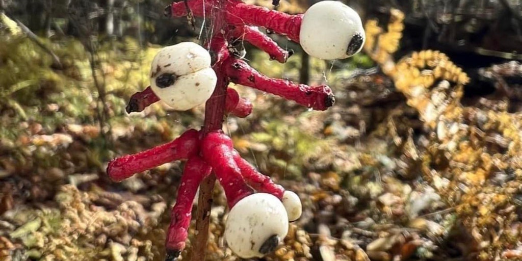 Delirium-causing berries on this creepy-looking plant should never be ...