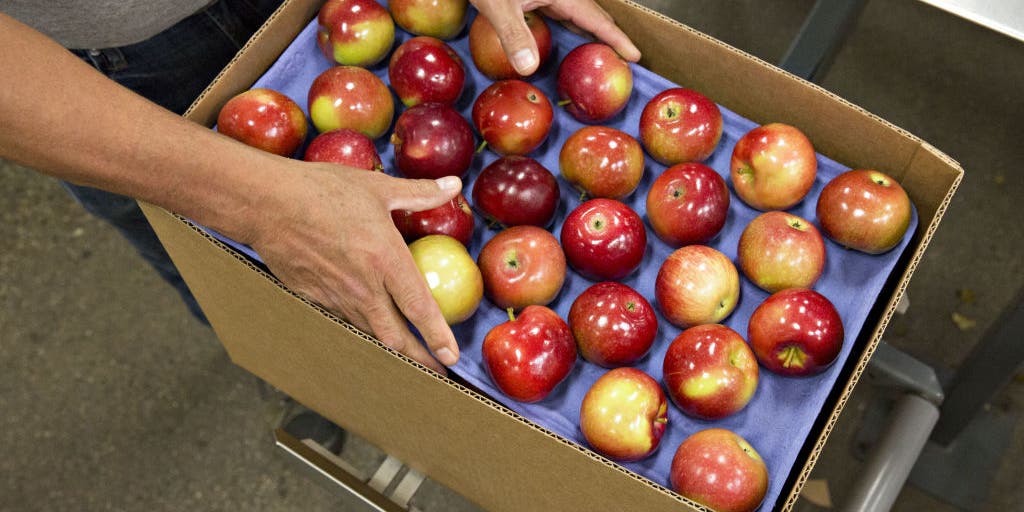 Robust apple harvest expected in Washington thanks to ideal weather ...