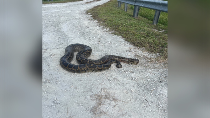 Florida alligator trappers find, kill massive 12-foot python | Fox Weather