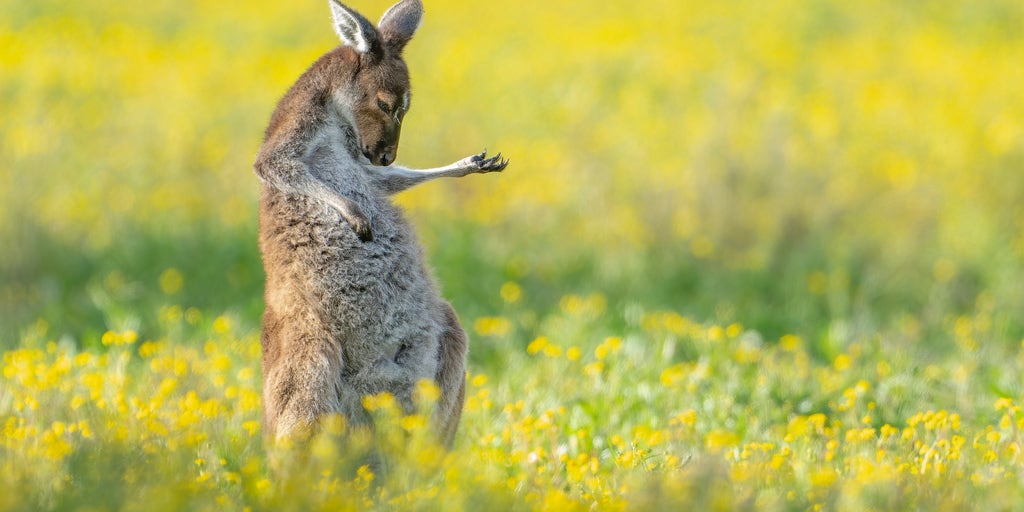 See funniest wildlife photos of 2023: Air guitar 'roo takes top honors ...