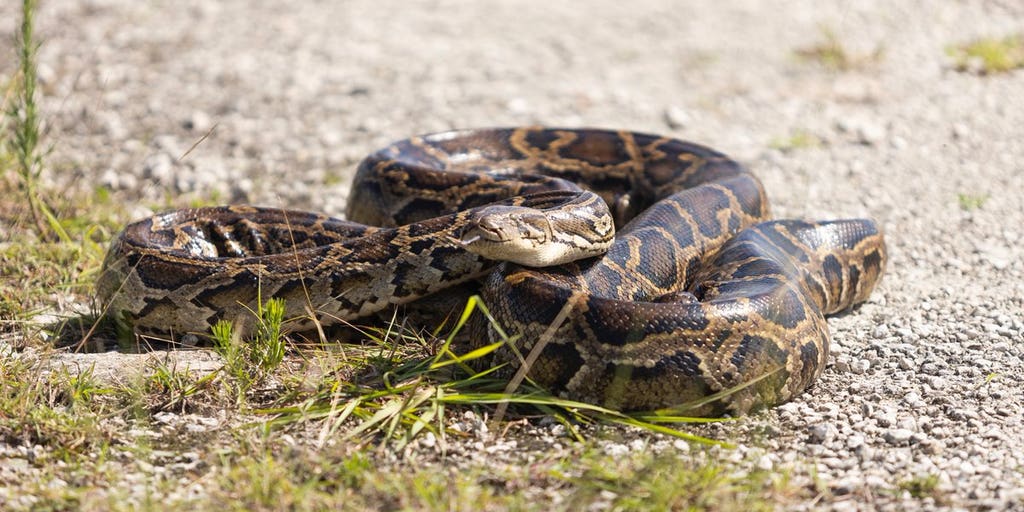 University releases spy pythons in Everglades to better understand ...