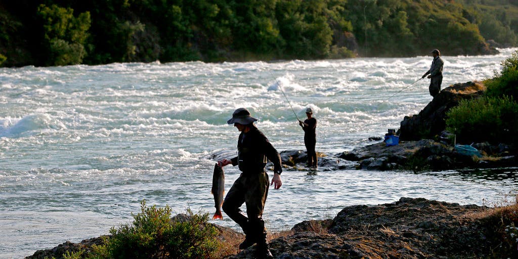 Salmon face altered existence from climate change, scientists say | Fox ...