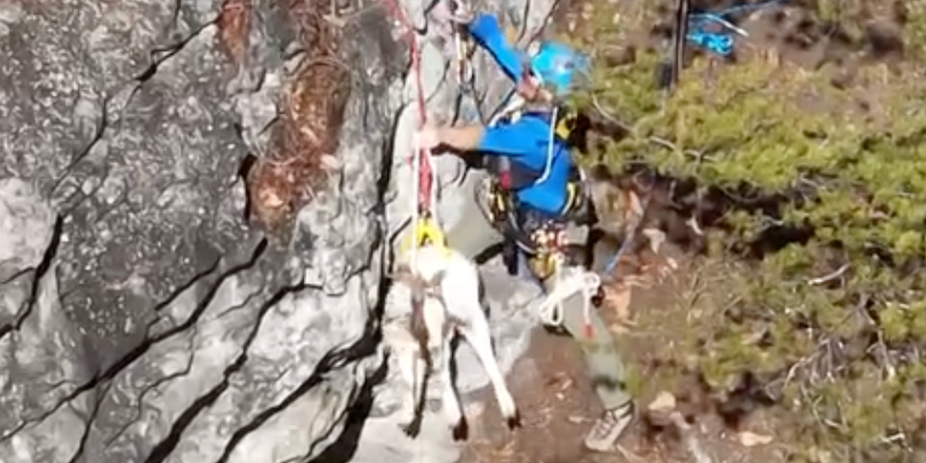 Watch: Goats rescued from cliffside in Tennessee | Fox Weather