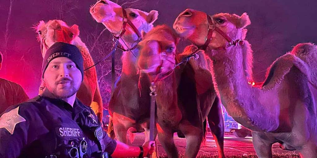 Zebras, camels rescued after circus trailer catches fire on Indiana ...