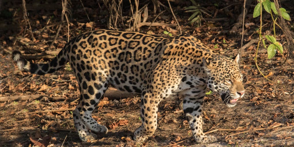 Video captures moments jaguar roams wild in Arizona | Fox Weather