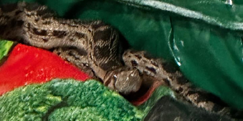 Illegal snake's quick killing in Hawaii highlights state's efforts to ...