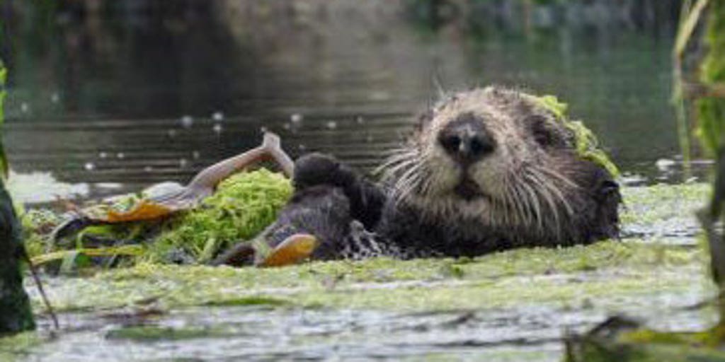 California wetland rebounds due to sea otters eating crabs | Fox Weather