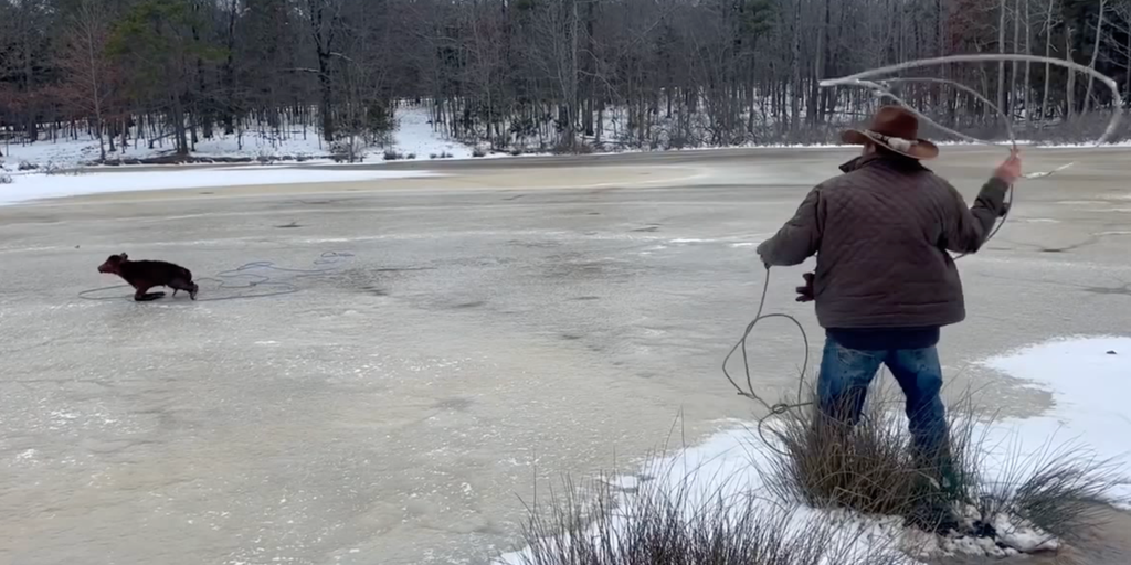 Cowboy uses lasso to rescue calf on frozen pond in Arkansas | Fox Weather