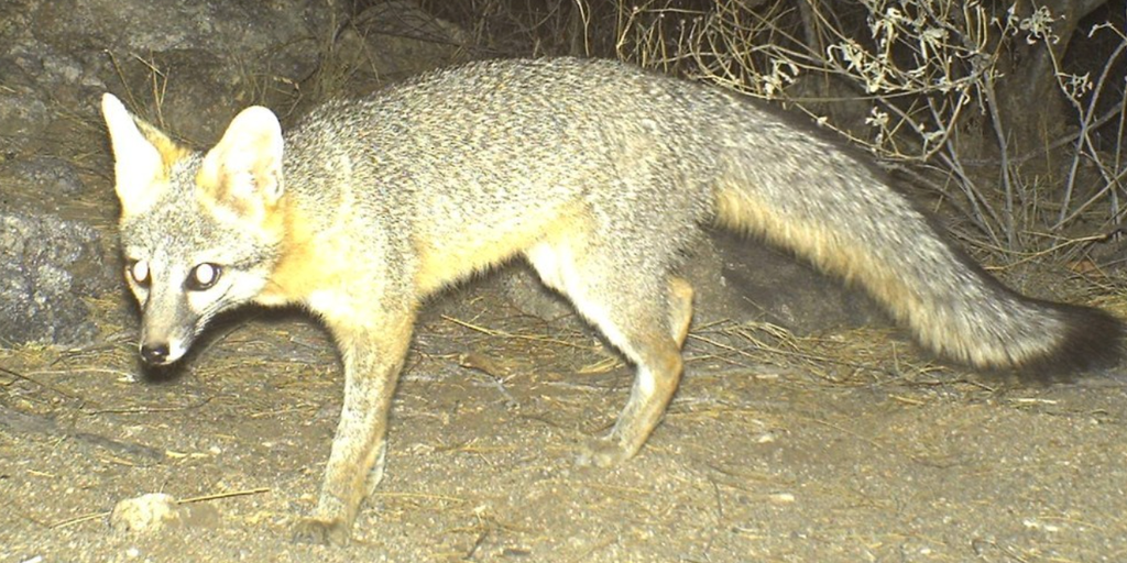 ‘Abnormal’ animal behavior in Arizona national park, rabies possible ...