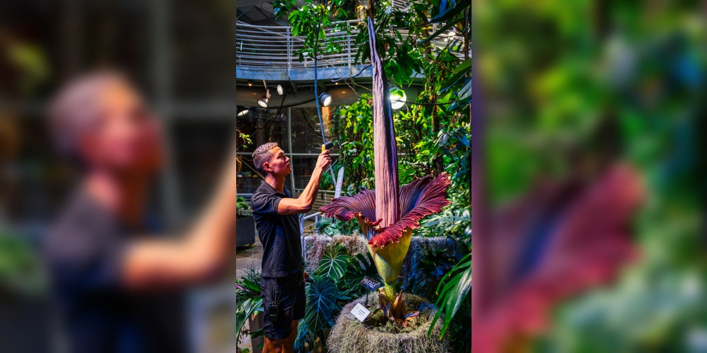 Rare corpse flower blooms in San Francisco for first time | Fox Weather