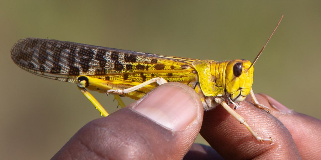 Biblical plague-of-locusts threat in deserts linked to weather, climate ...