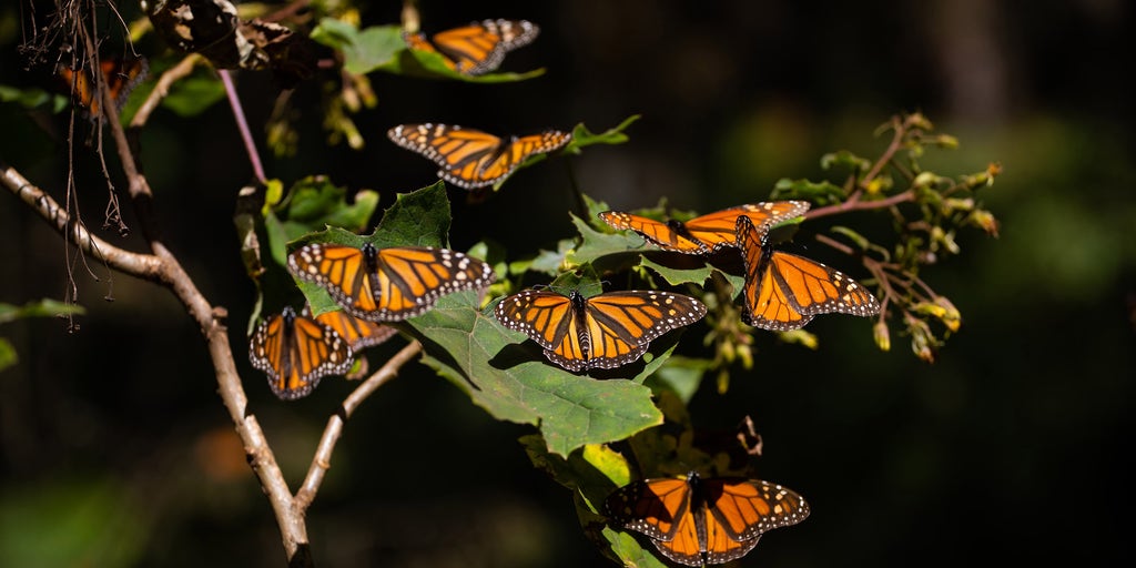 Eastern monarch butterfly population sees second largest decline on ...