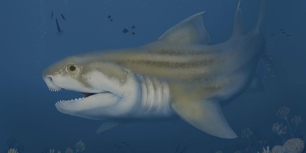 Shark fossils from Alabama, Mammoth Cave lead to discovery of new ...