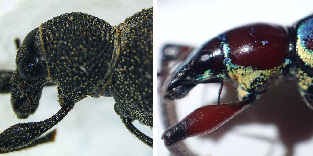Colorful beetle thought to be extinct found in central Philippines ...