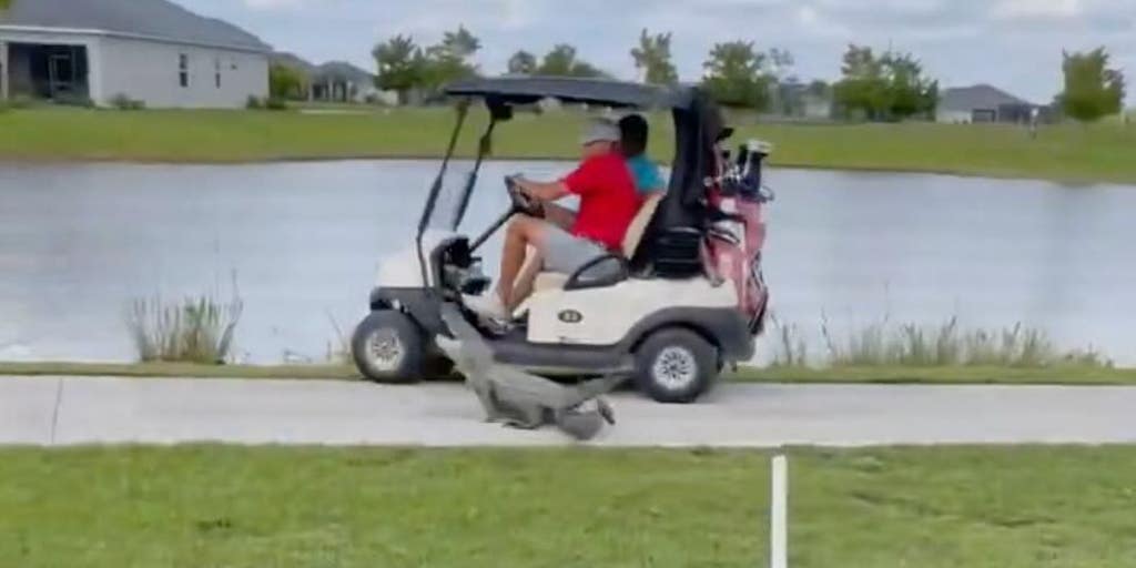Florida gator attacks 2 people on golf course | Fox Weather