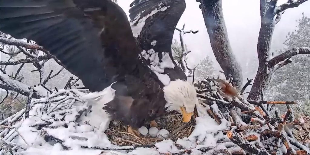 are eagle eggs protected