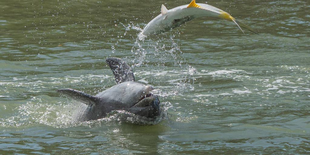 Video: Florida dolphin tosses around fish before eating it | Fox Weather