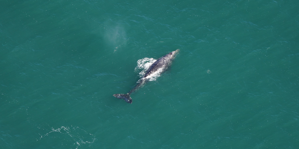 Whale that disappeared from Atlantic 200 years ago spotted swimming off ...