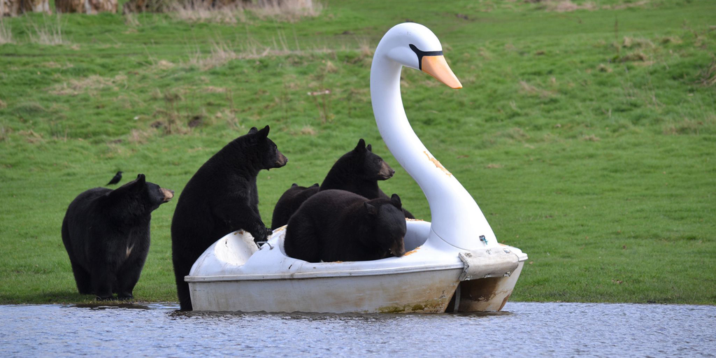 England safari park shares photos of bear cubs enjoying afternoon on ...
