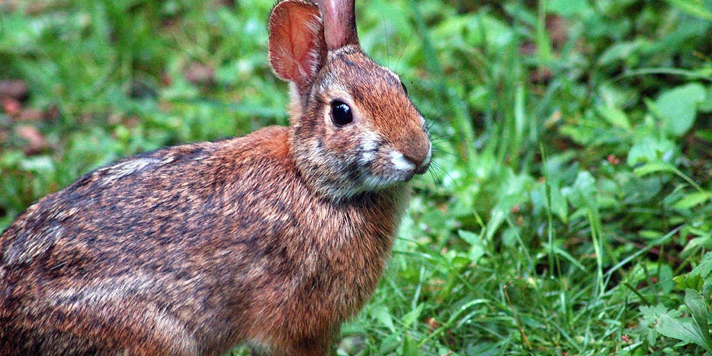 Analysis of rare North Carolina rabbit's poop could help save it from ...