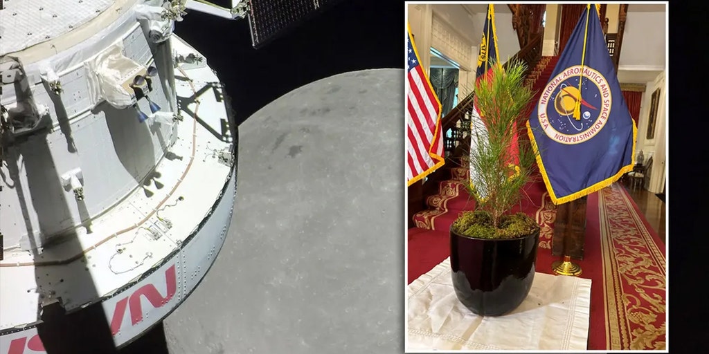 NASA to begin distributing 'moon trees' with seeds that flew around ...