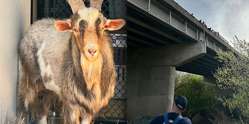 Escaped mountain goat dangles from rope in Kansas City rescue | Fox Weather