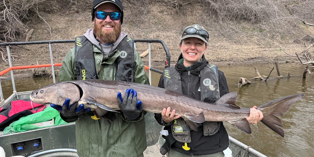 Wisconsin sturgeon travels record-setting distance down Mississippi ...